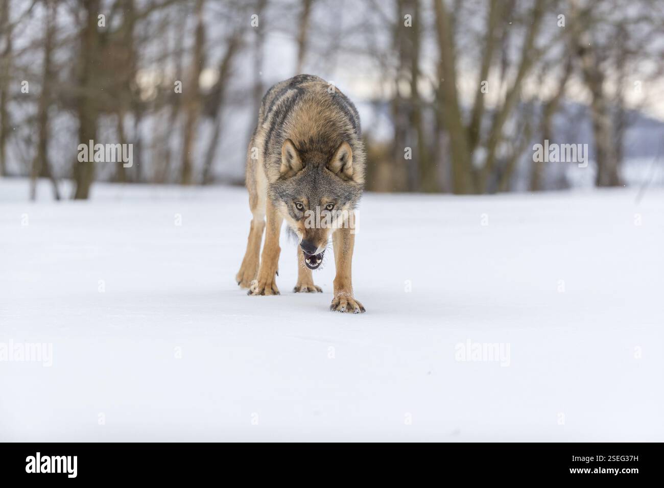 One male eurasian gray wolf (Canis lupus lupus) walking thru deep snow ...