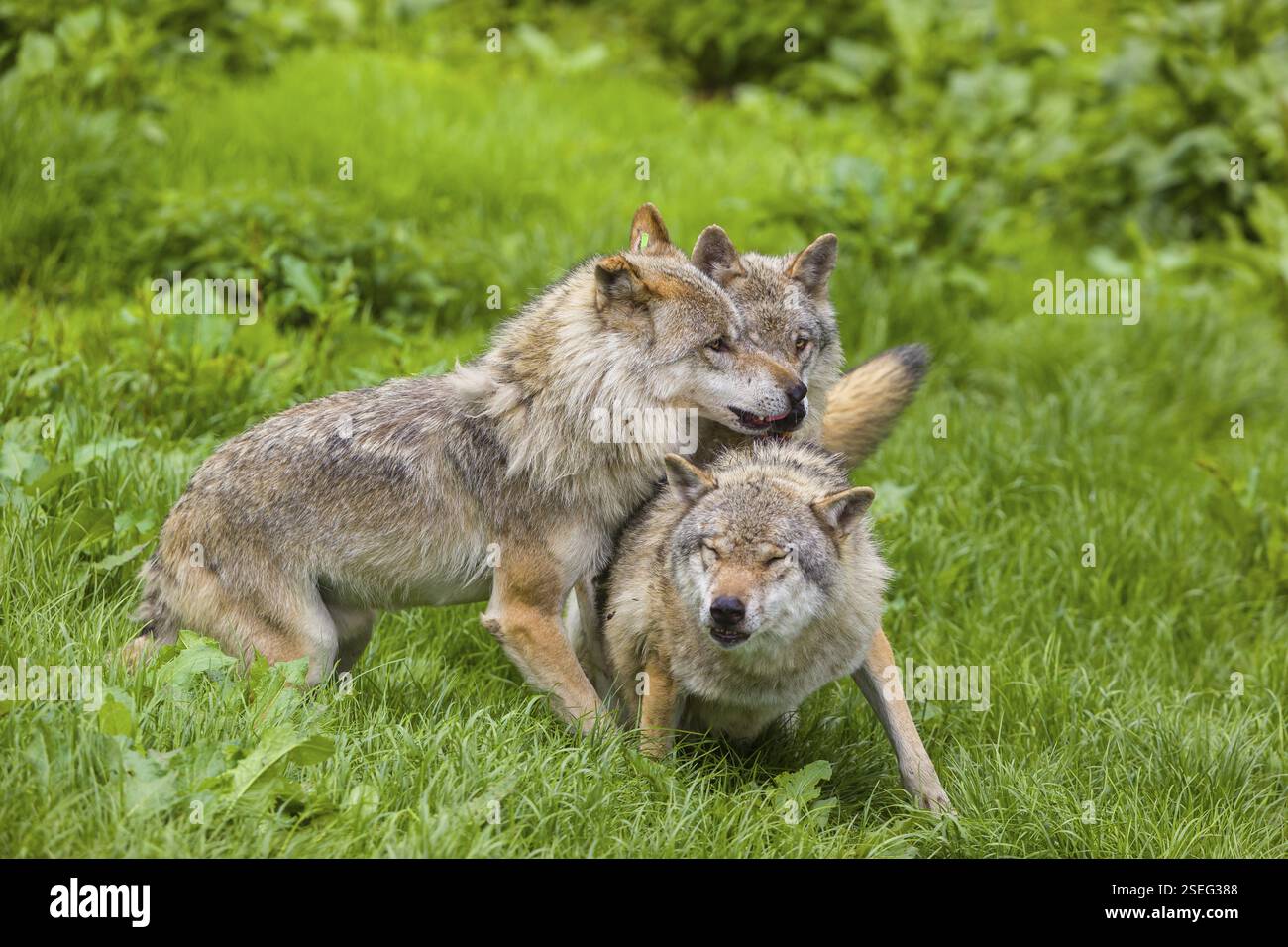 Three adult male eurasian gray wolves (Canis lupus lupus), social behaviour, dominance Stock ...