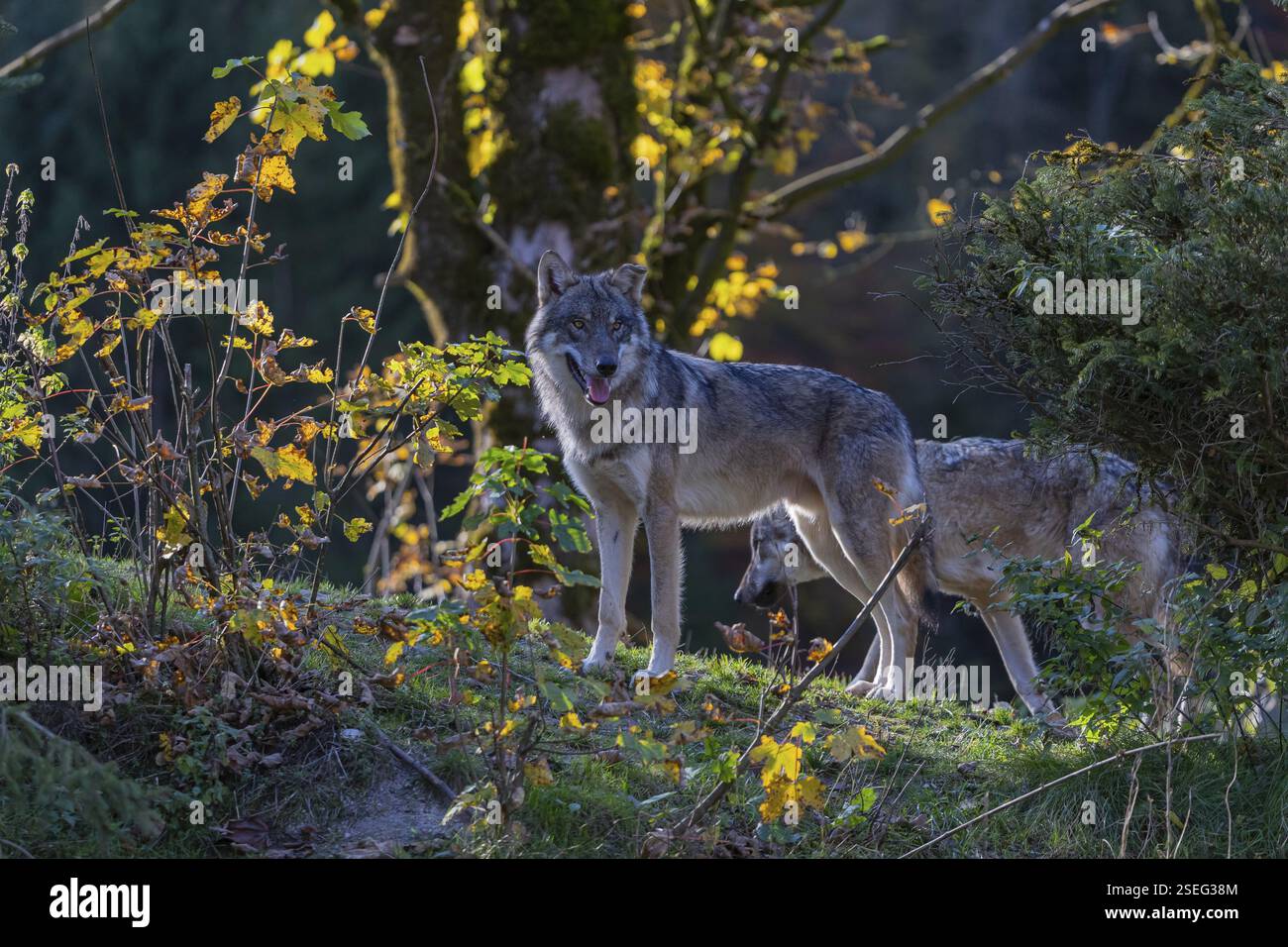 One eurasian gray wolf (Canis lupus lupus) standing on a small hill ...