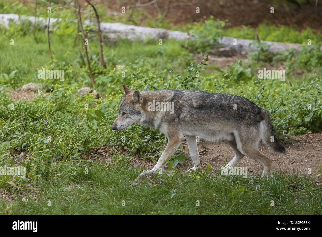 One adult male eurasian gray wolf (Canis lupus lupus) walking through ...