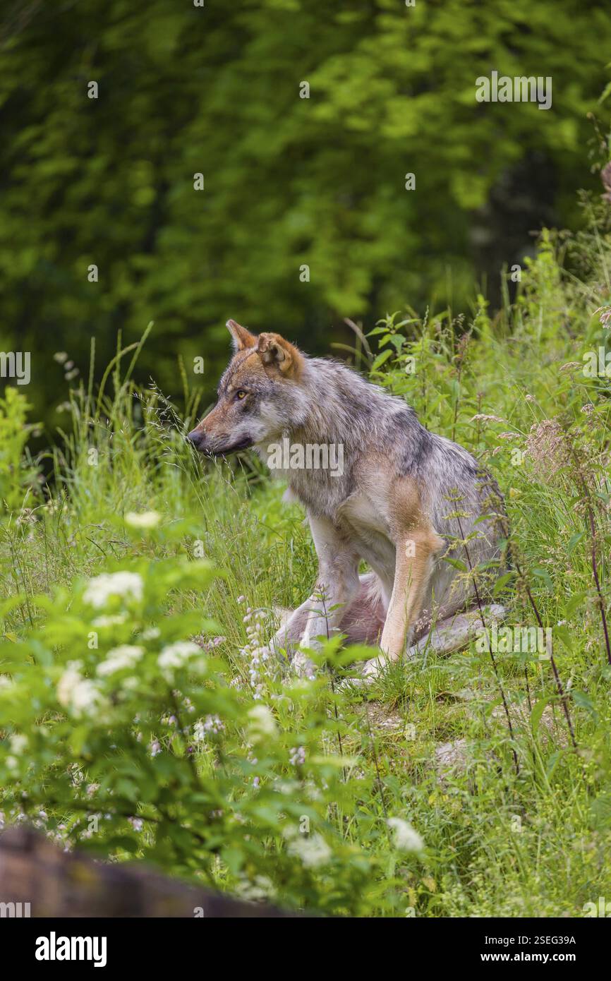 A eurasian gray wolf (Canis lupus lupus) sits on a hill in green ...