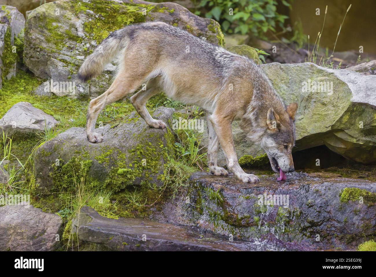 An adult male eurasian gray wolf (Canis lupus lupus) stands at a cascade, drinking water Stock ...