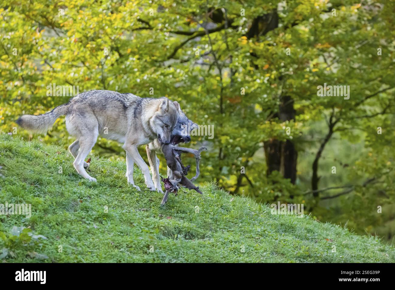 Wolf standing over prey hi-res stock photography and images - Alamy