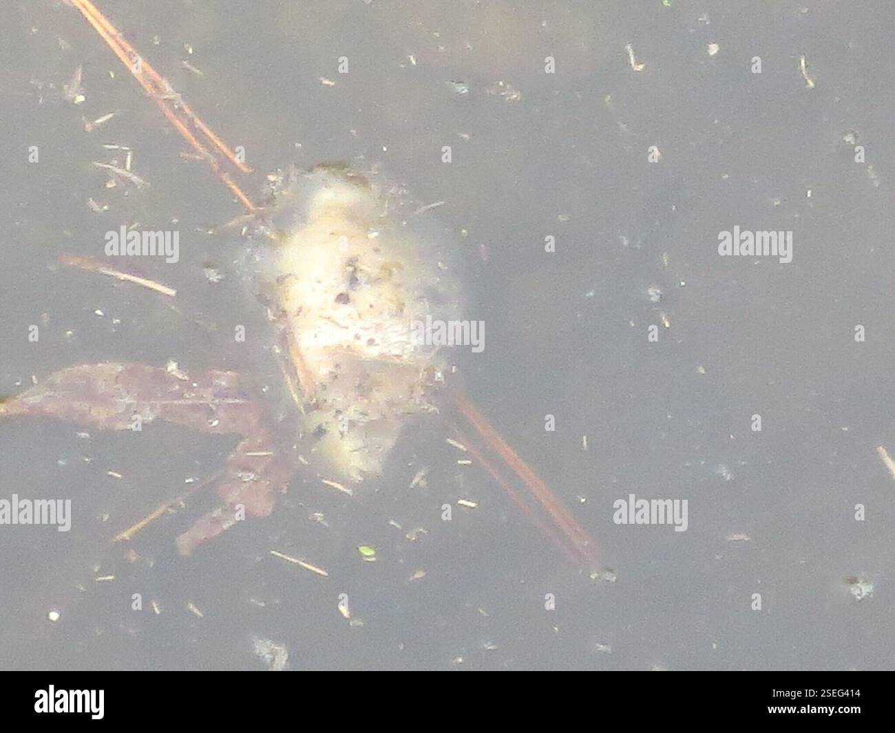 Ray-finned Fishes (Actinopterygii), Actinopterygii, Mohawk Lake Ditch ...