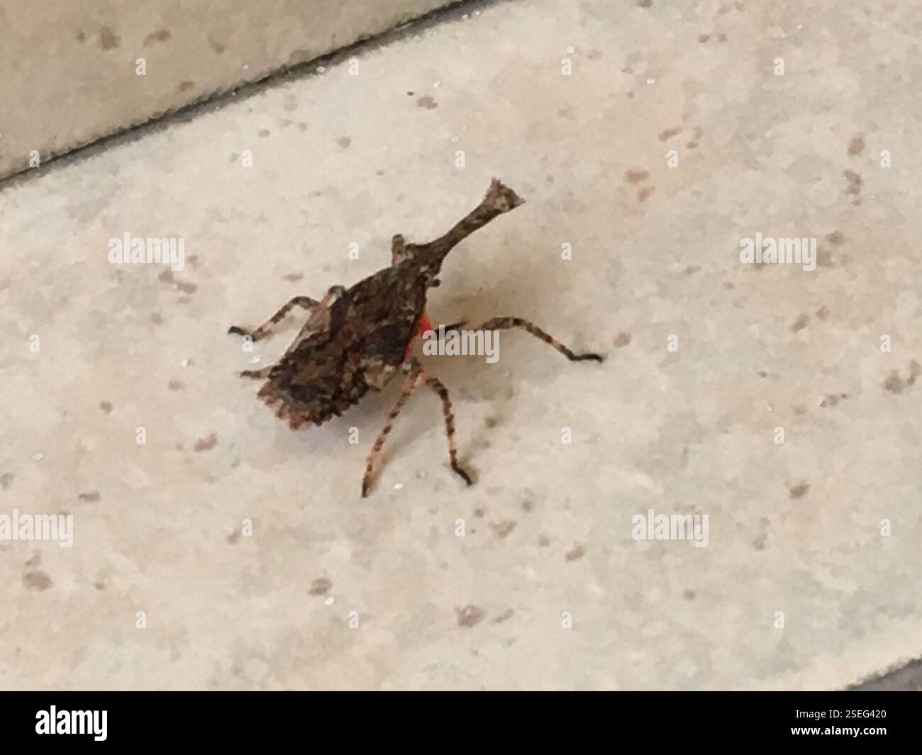 True Bugs, Hoppers, Aphids, and allies (Hemiptera), Insecta, Caribbean ...