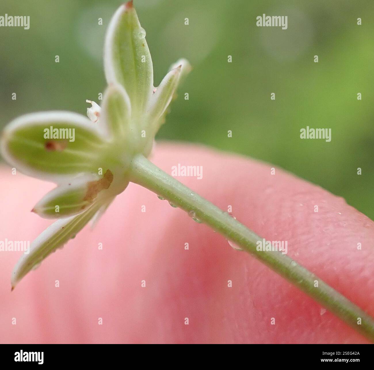 Fivefive Ministar (Alepidea peduncularis), Plantae, uMgungundlovu ...