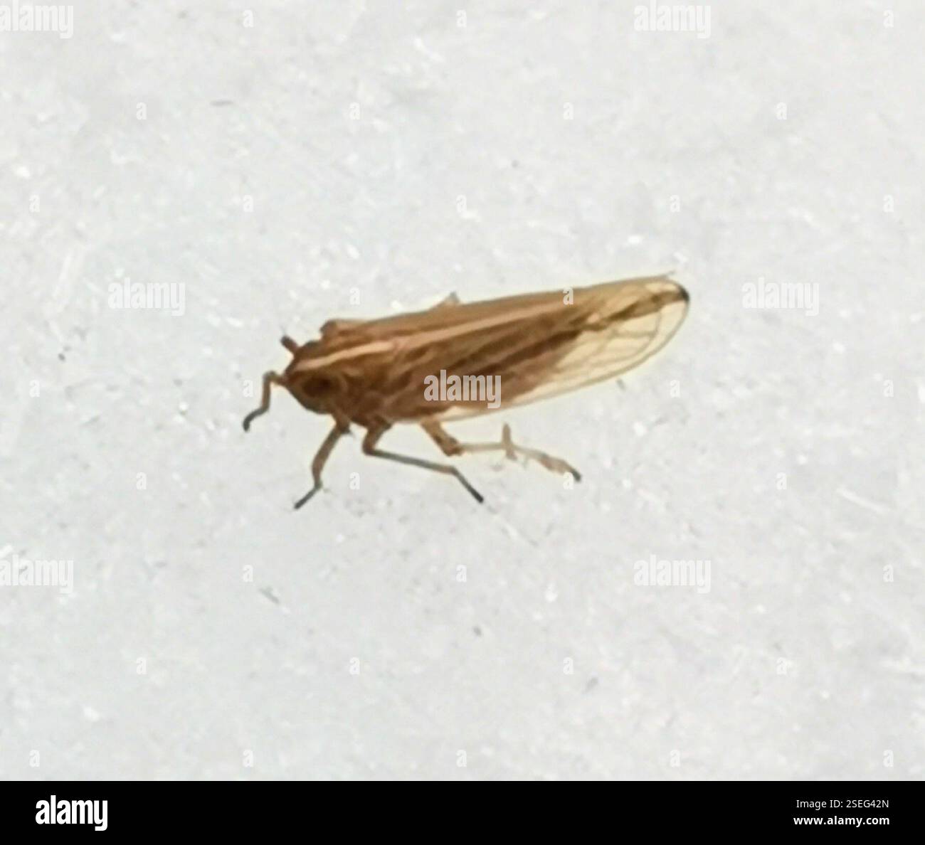 (Stenocranus), Insecta, 31160 Urjala, Suomi Stock Photo - Alamy