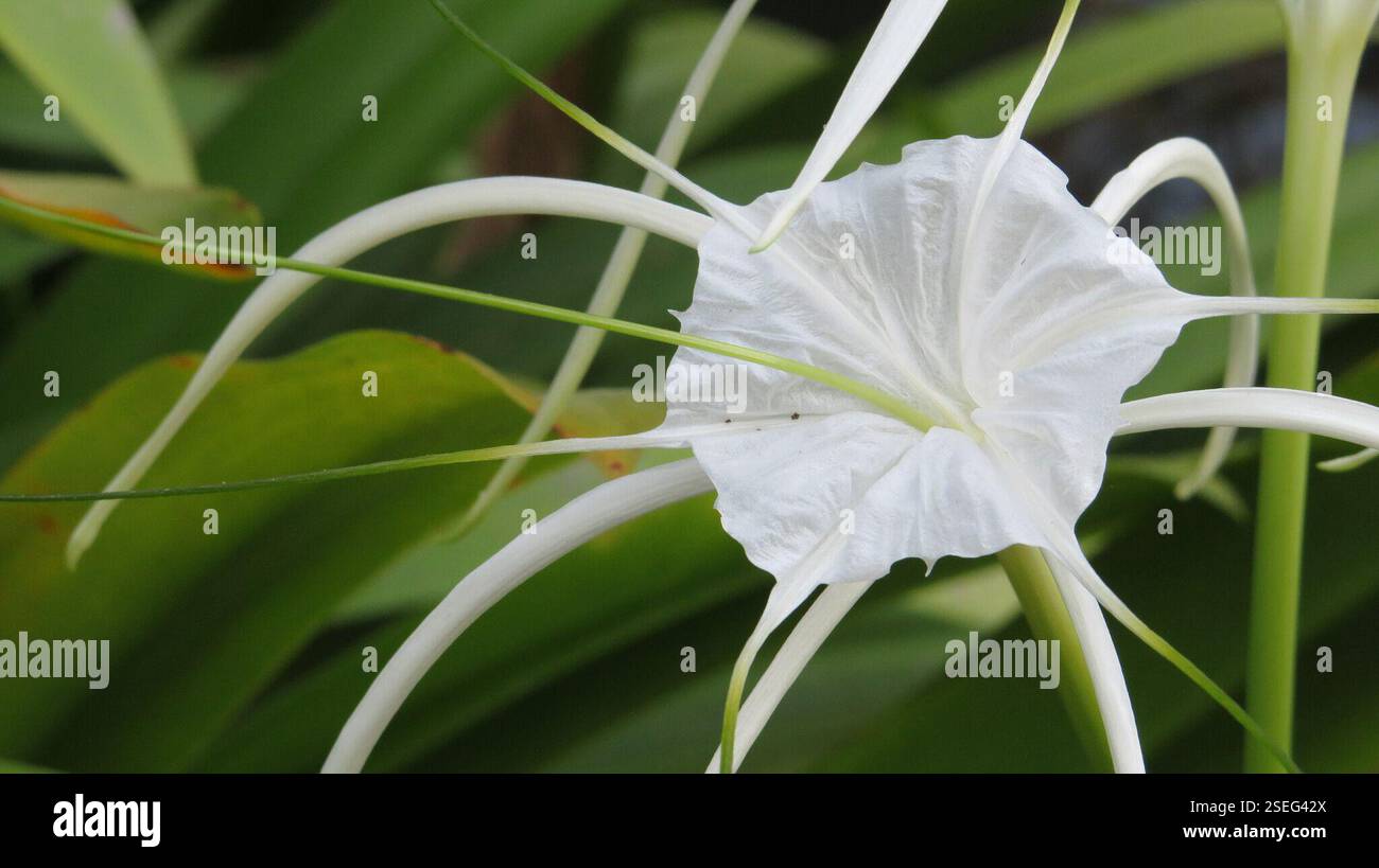 Beach Spider Lily (Hymenocallis littoralis), Plantae, Бангкок, Таиланд ...
