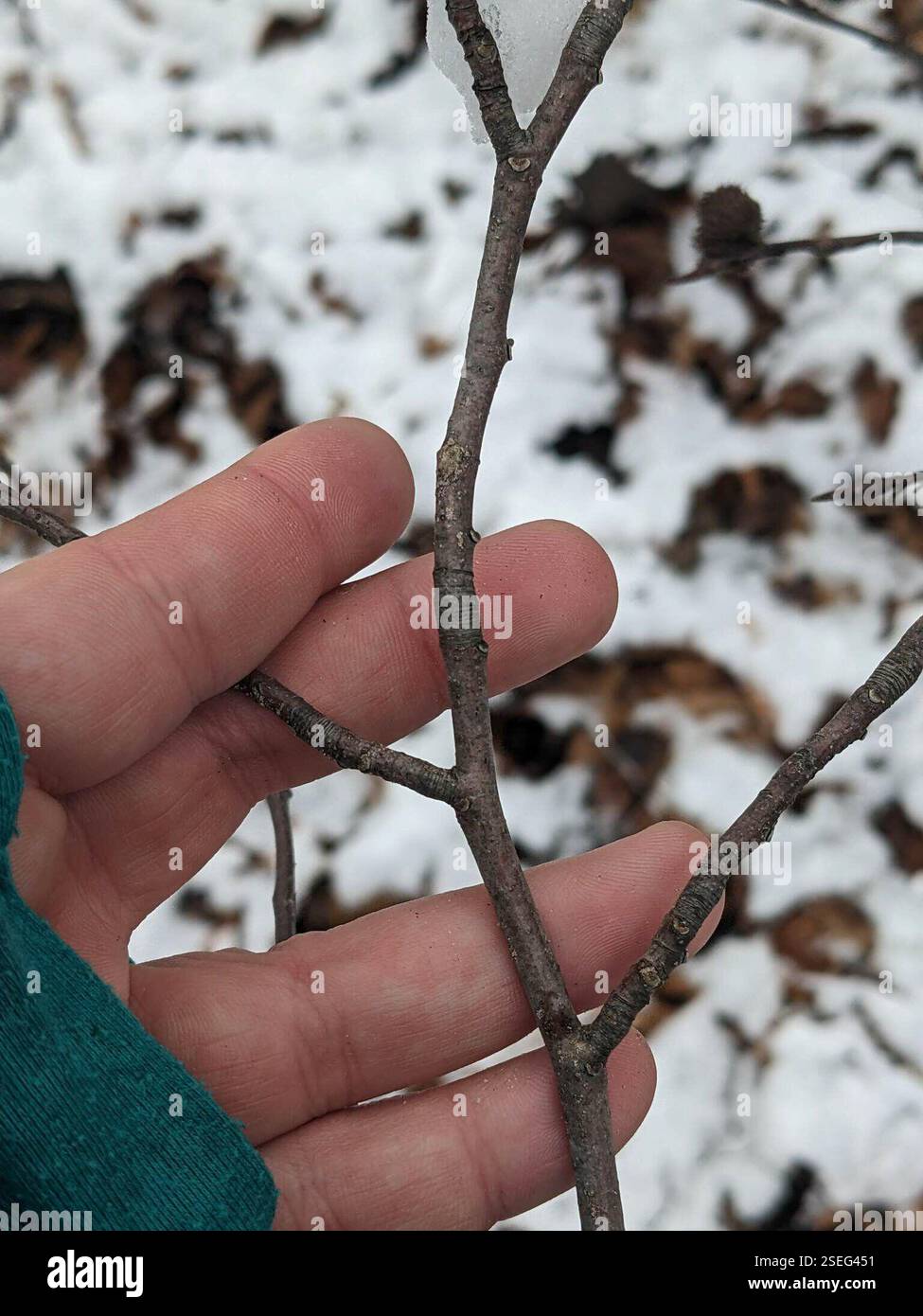 American beech (Fagus grandifolia), Plantae, Pelham, ON, Canada Stock ...