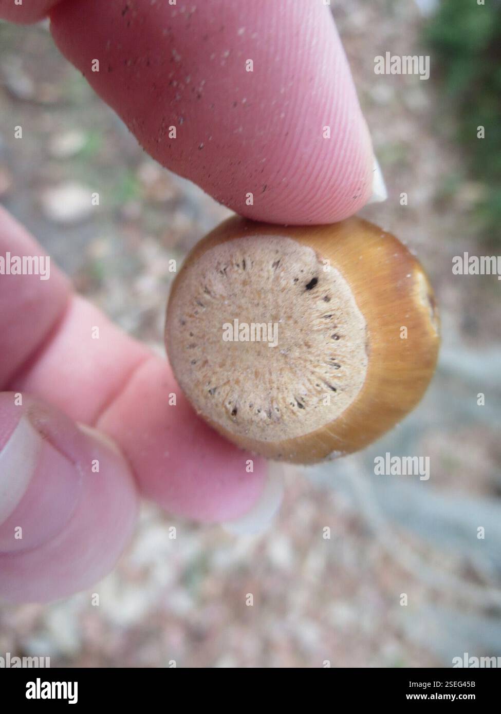 swamp chestnut oak (Quercus michauxii), Plantae, swamp chestnut oak ...