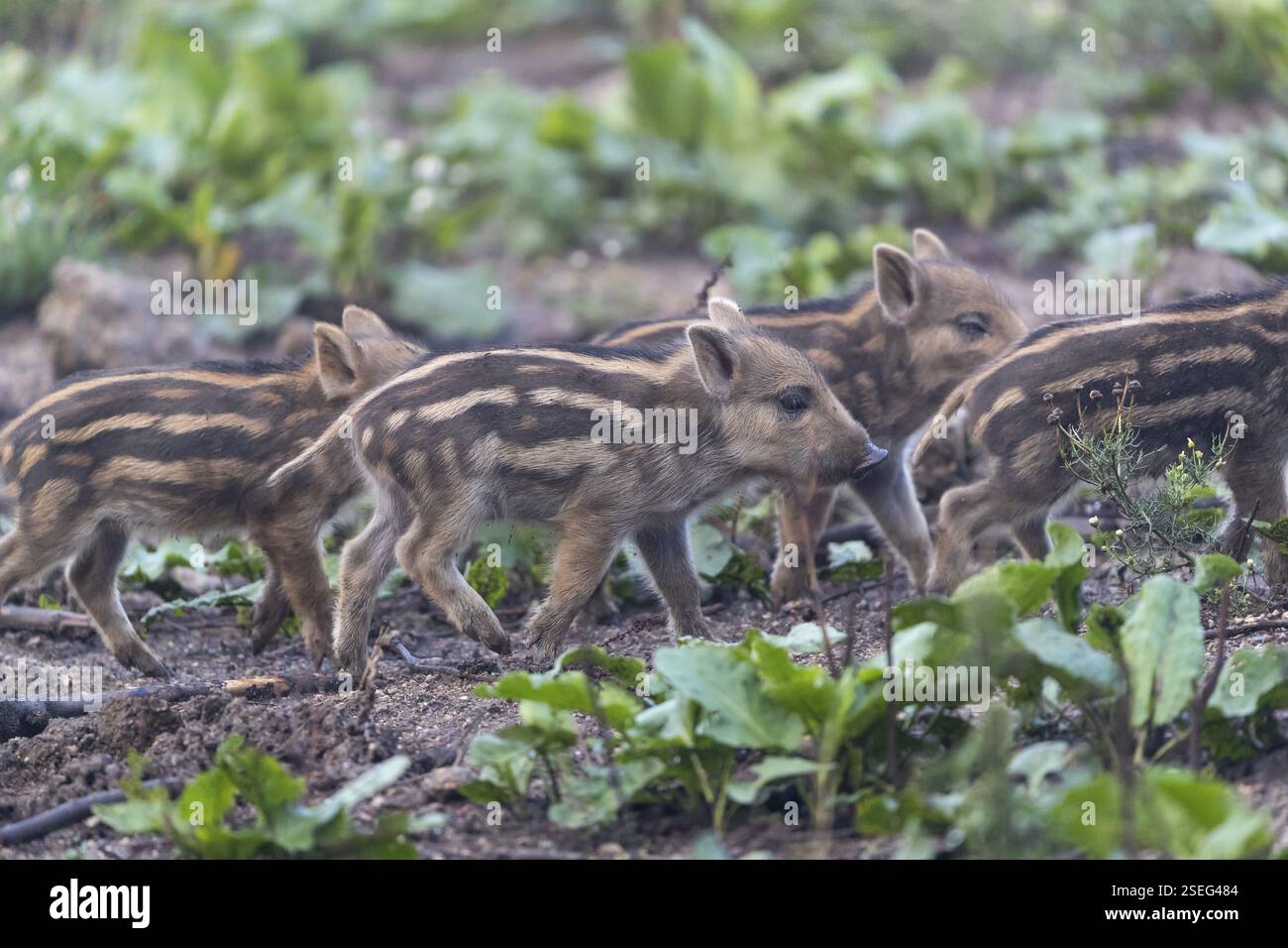 Group piglets pigs walk on hi-res stock photography and images - Alamy