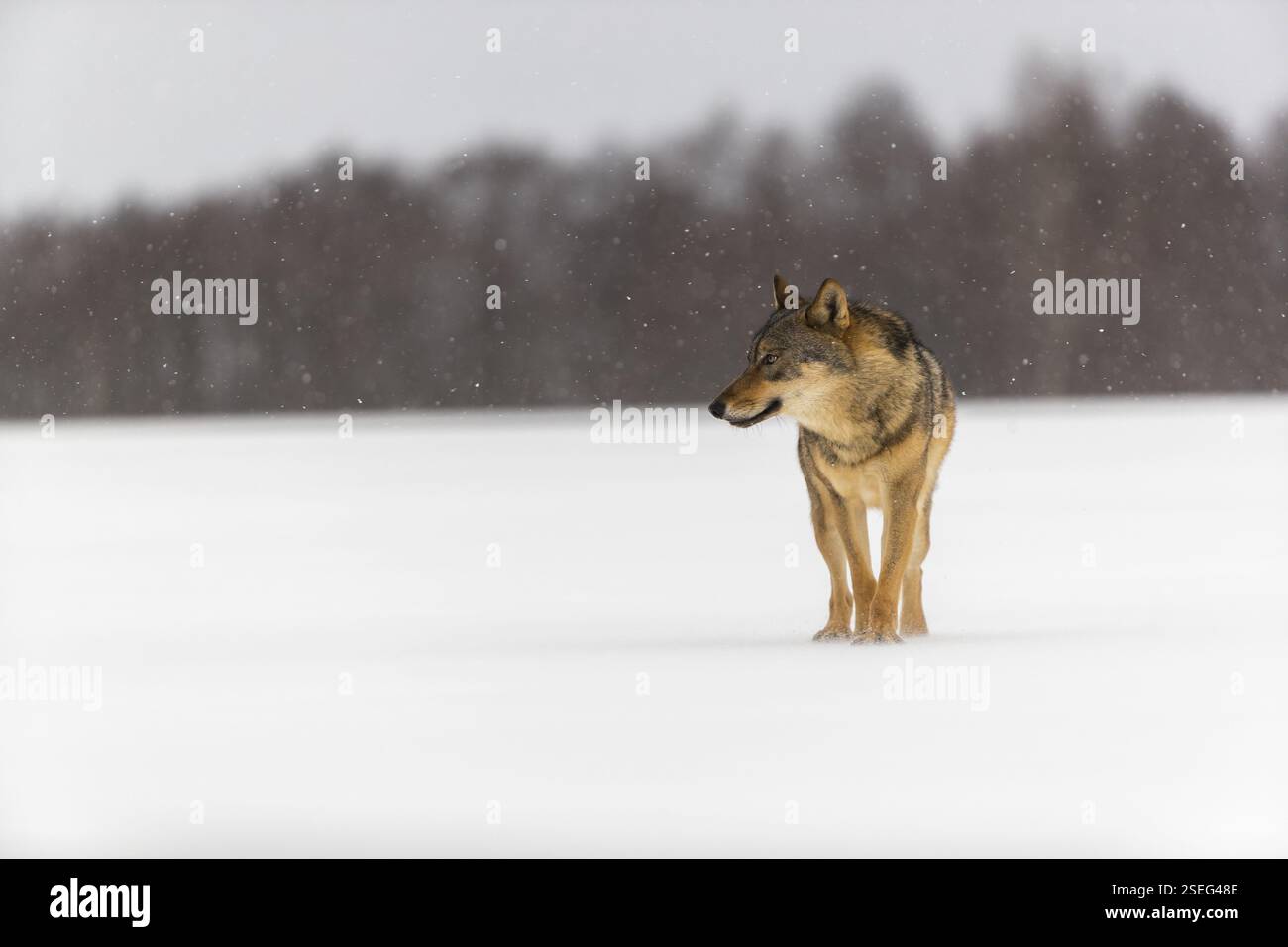 One male eurasian gray wolf (Canis lupus lupus) walking thru deep snow ...