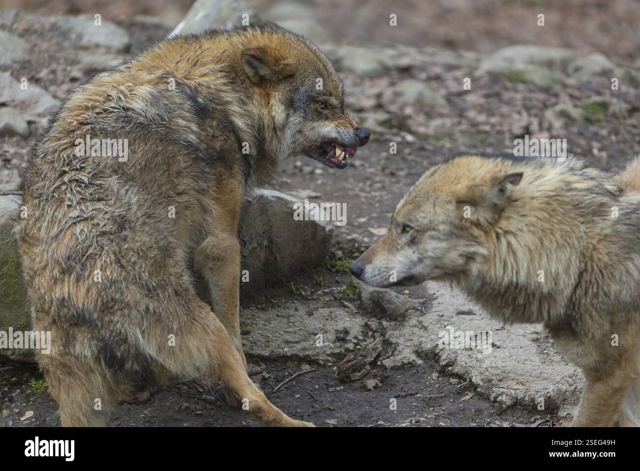Social behaviour between two adult eurasian gray wolves (Canis lupus ...