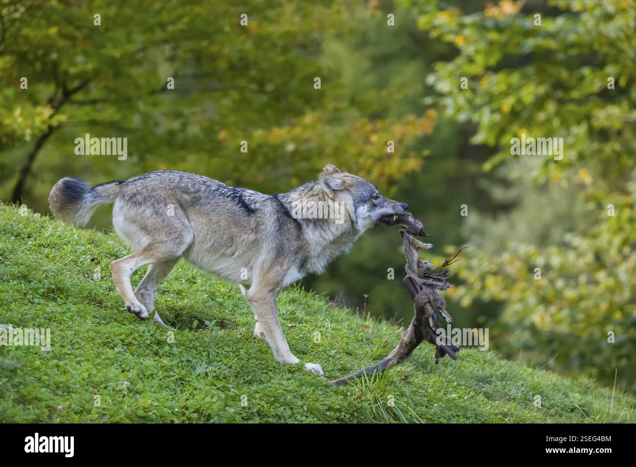 One eurasian gray wolf (Canis lupus lupus) stands on a hill and plays ...
