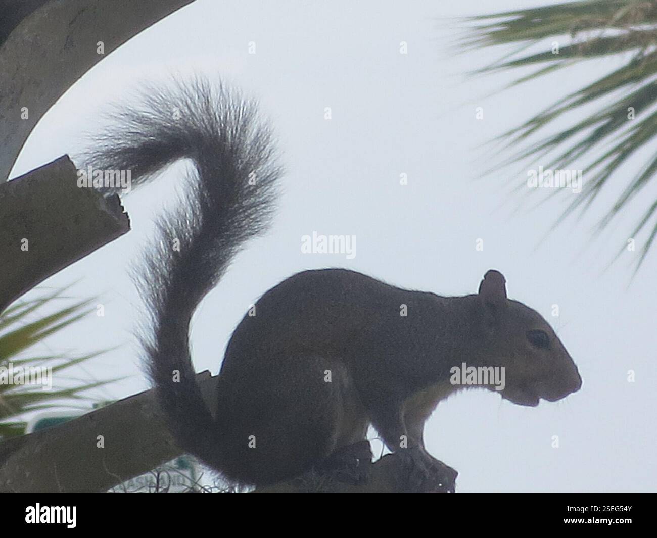 Eastern Gray Squirrel (Sciurus carolinensis), Mammalia, Jasper County ...