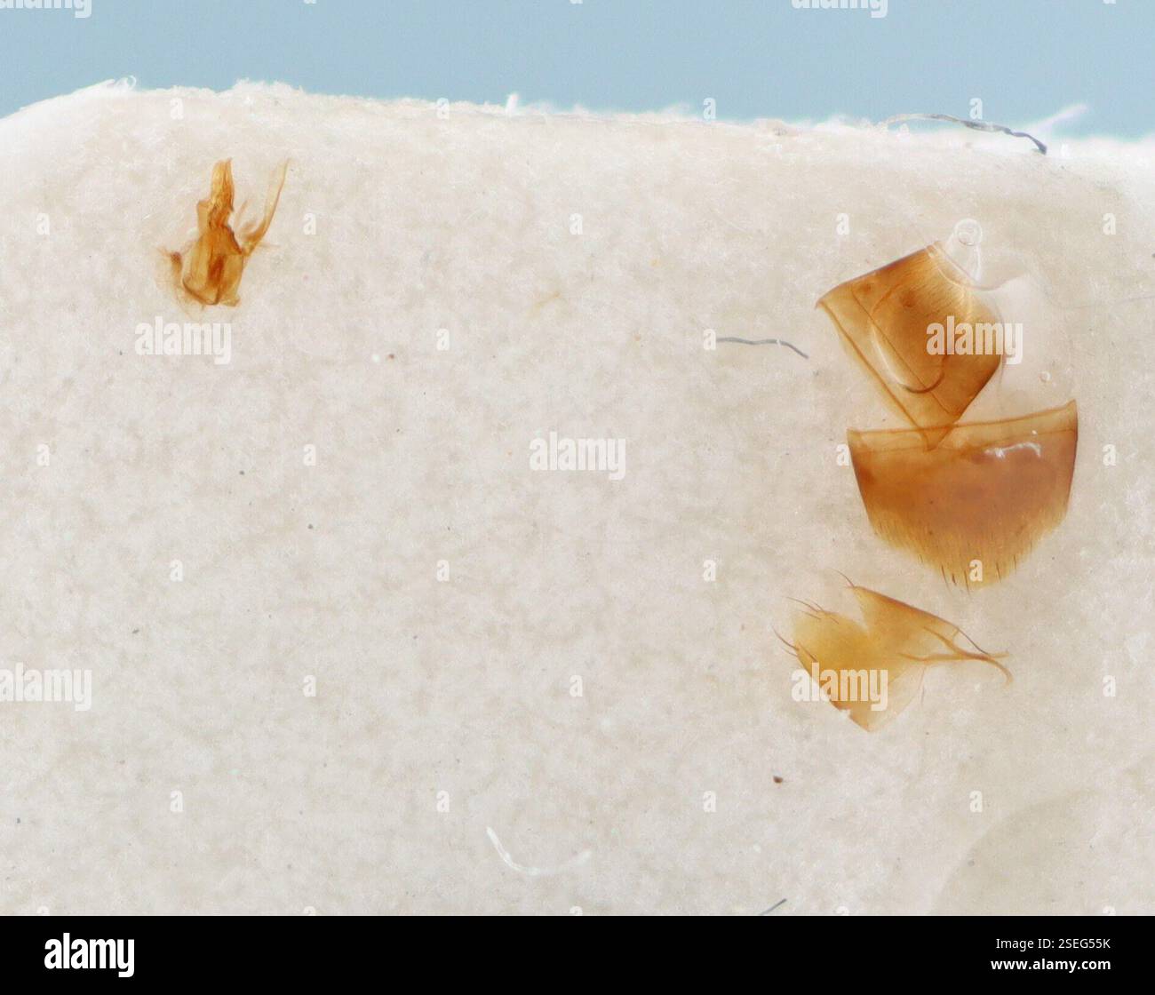 (Myrmecocephalus gatineauensis), Insecta, Capitale-Nationale, QC ...