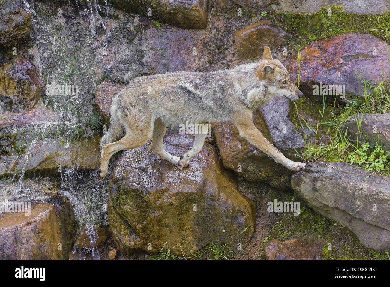 An adult male eurasian gray wolf (Canis lupus lupus) walks along a ...