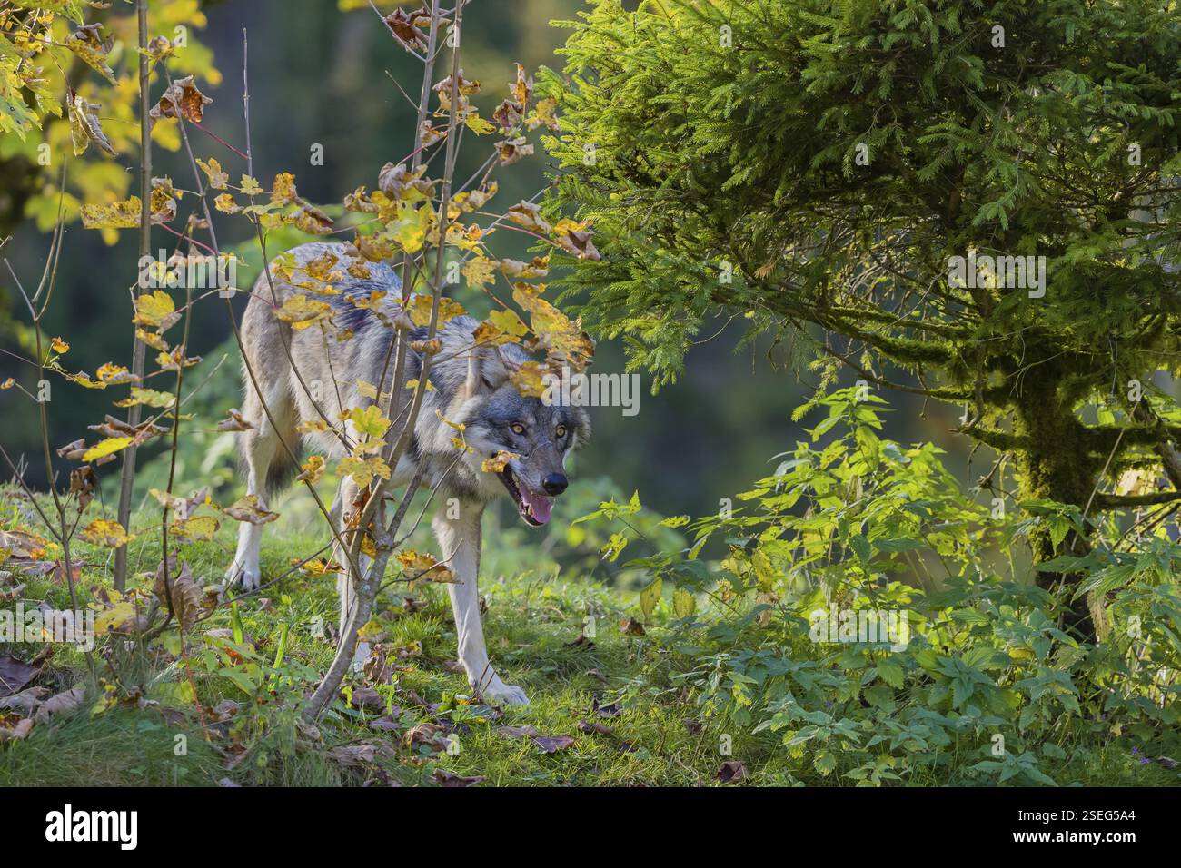 One eurasian gray wolf (Canis lupus lupus) stands on a hill, observing ...