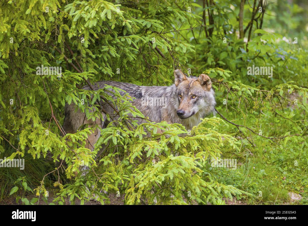 A eurasian gray wolf (Canis lupus lupus) stands under a spruce tree ...