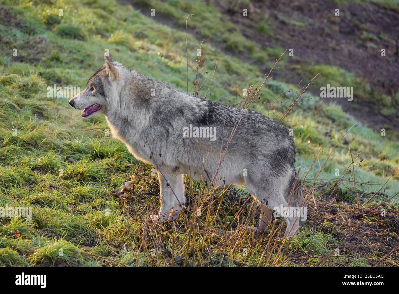 An adult male eurasian gray wolf (Canis lupus lupus) stands backlit on ...