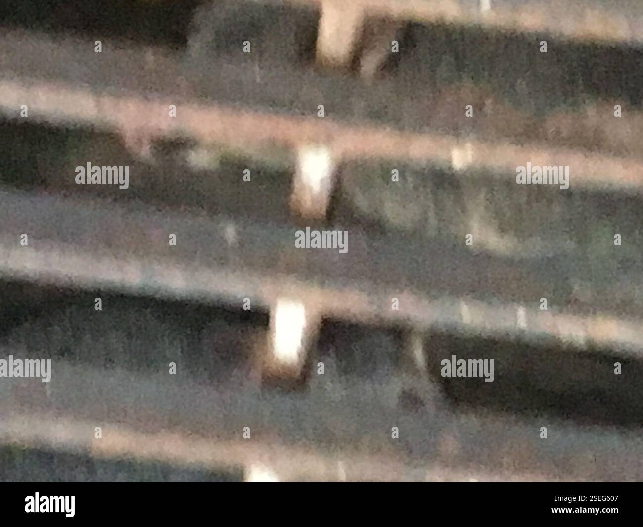 Common Brushtail Possum (Trichosurus vulpecula), Mammalia, South Bank ...