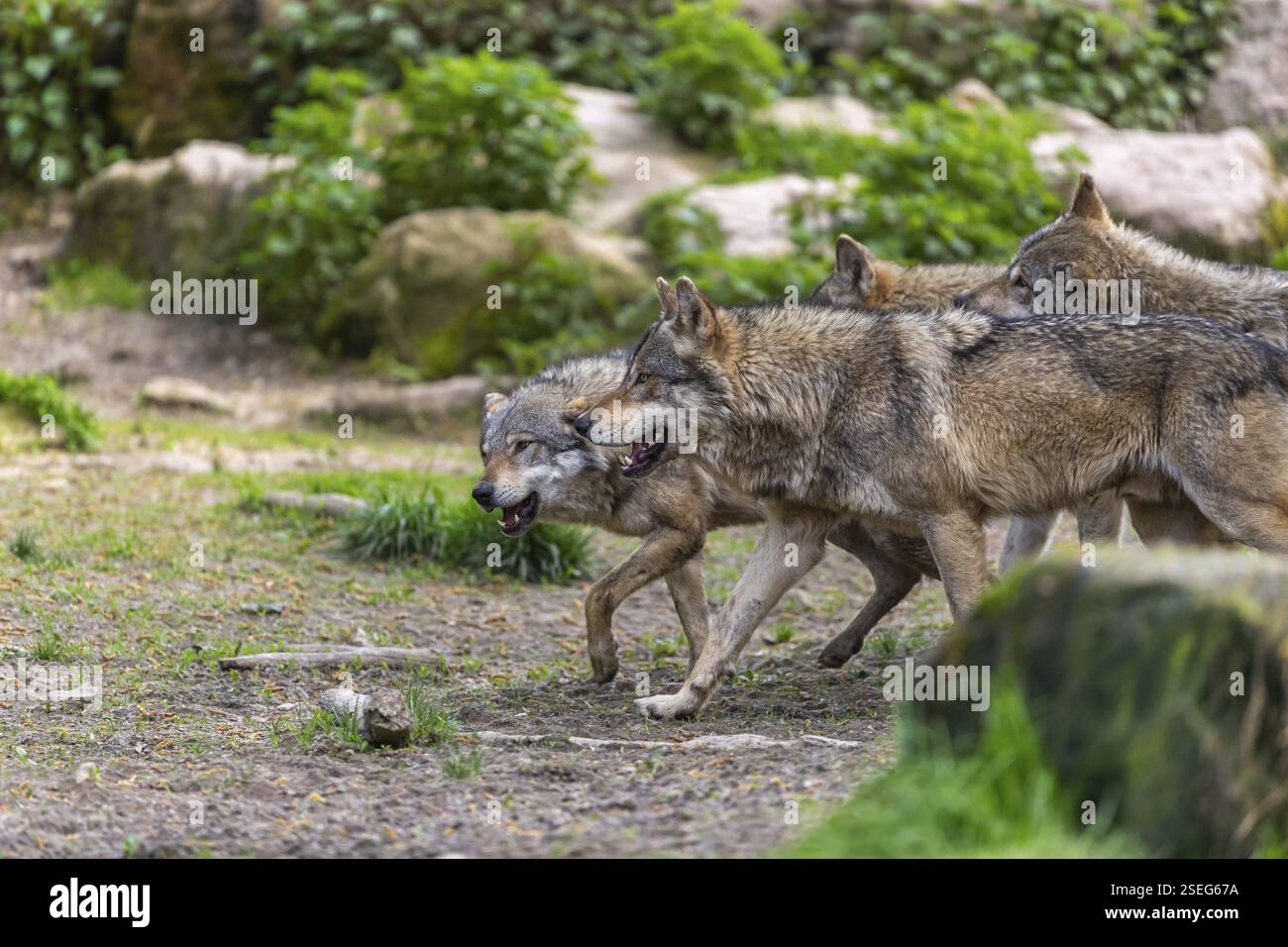 Group of four eurasian gray wolves (Canis lupus lupus) show social ...