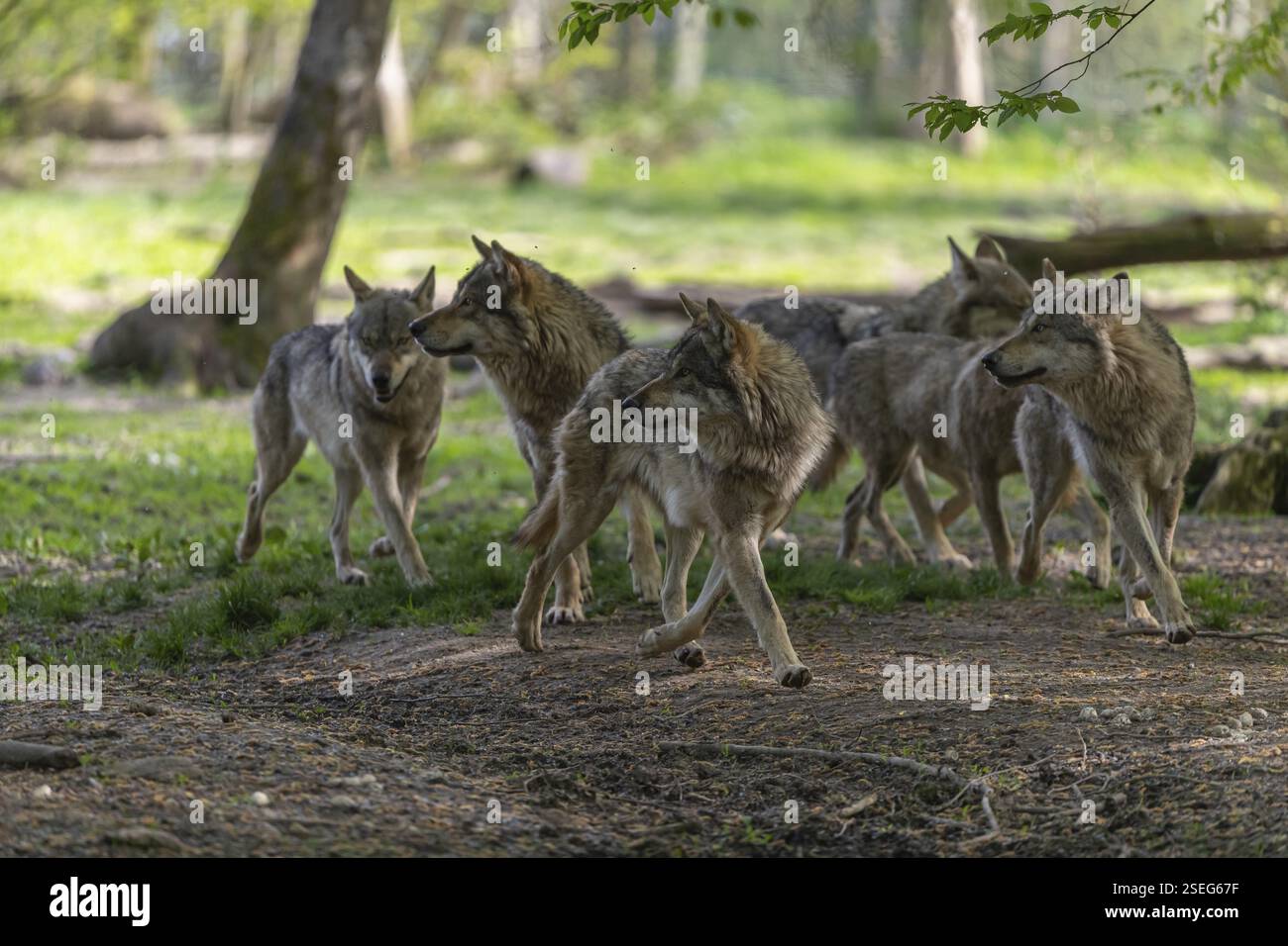 Group of six eurasian gray wolves (Canis lupus lupus) walking on a path ...