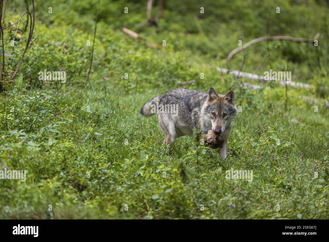 One adult eurasian gray wolf (Canis lupus lupus) eating a goat on a ...