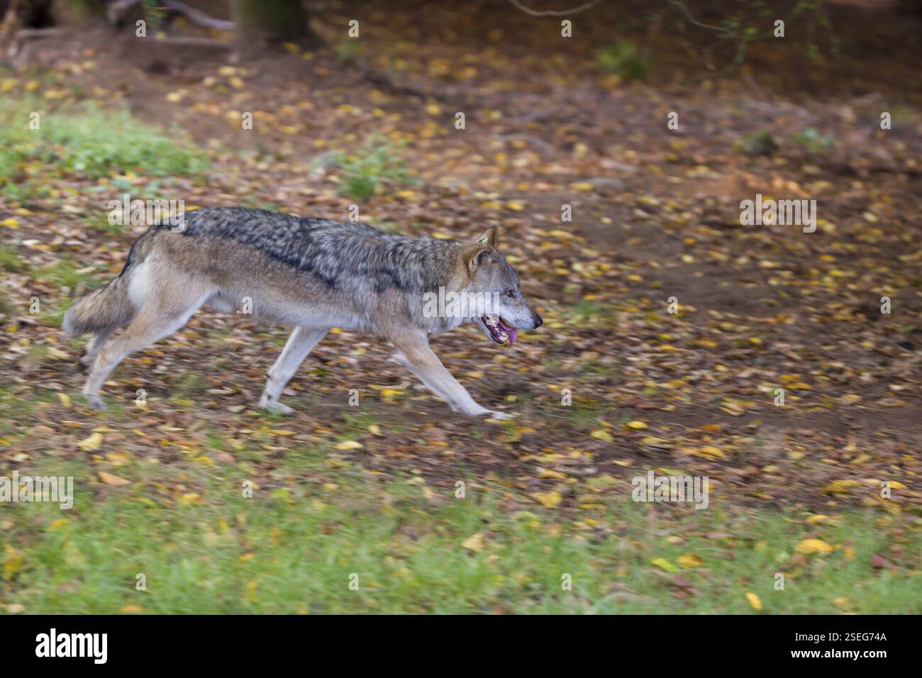 One eurasian gray wolf (Canis lupus lupus) running over the forest ...