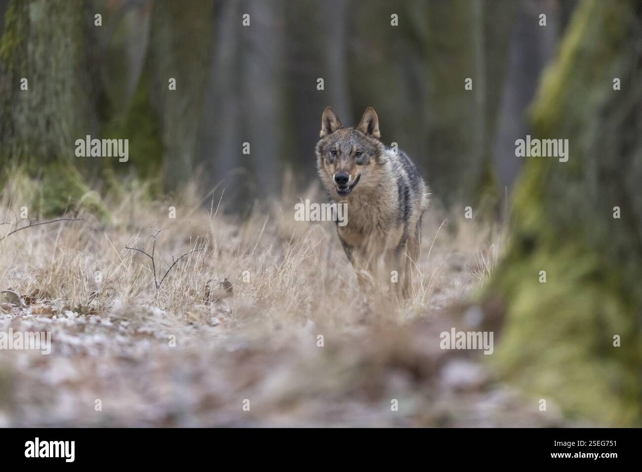 One young male eurasian gray wolf (Canis lupus lupus) running towards ...