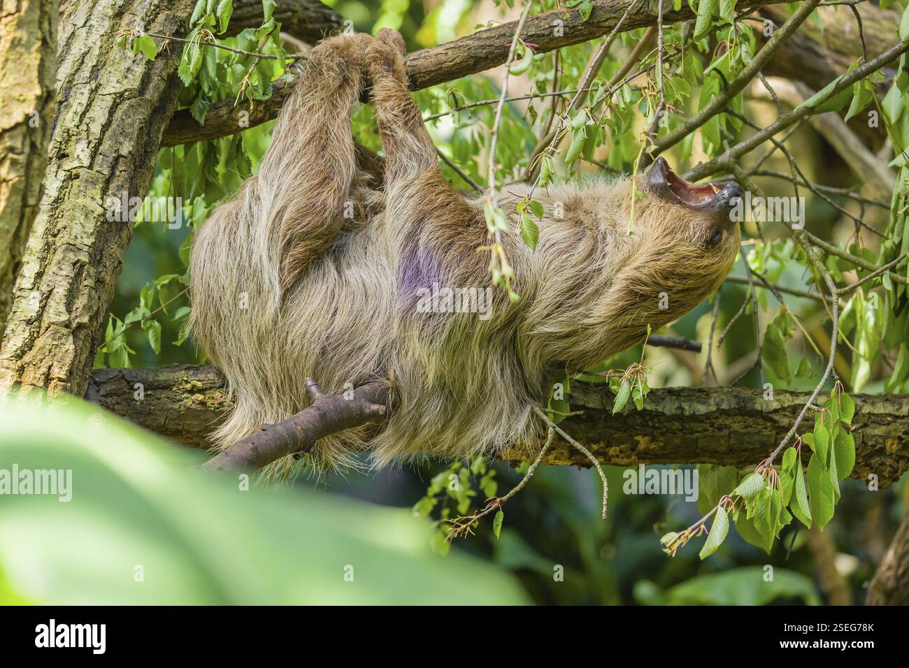 A Linnaeus's two-toed sloth (Choloepus didactylus) hangs down from a ...