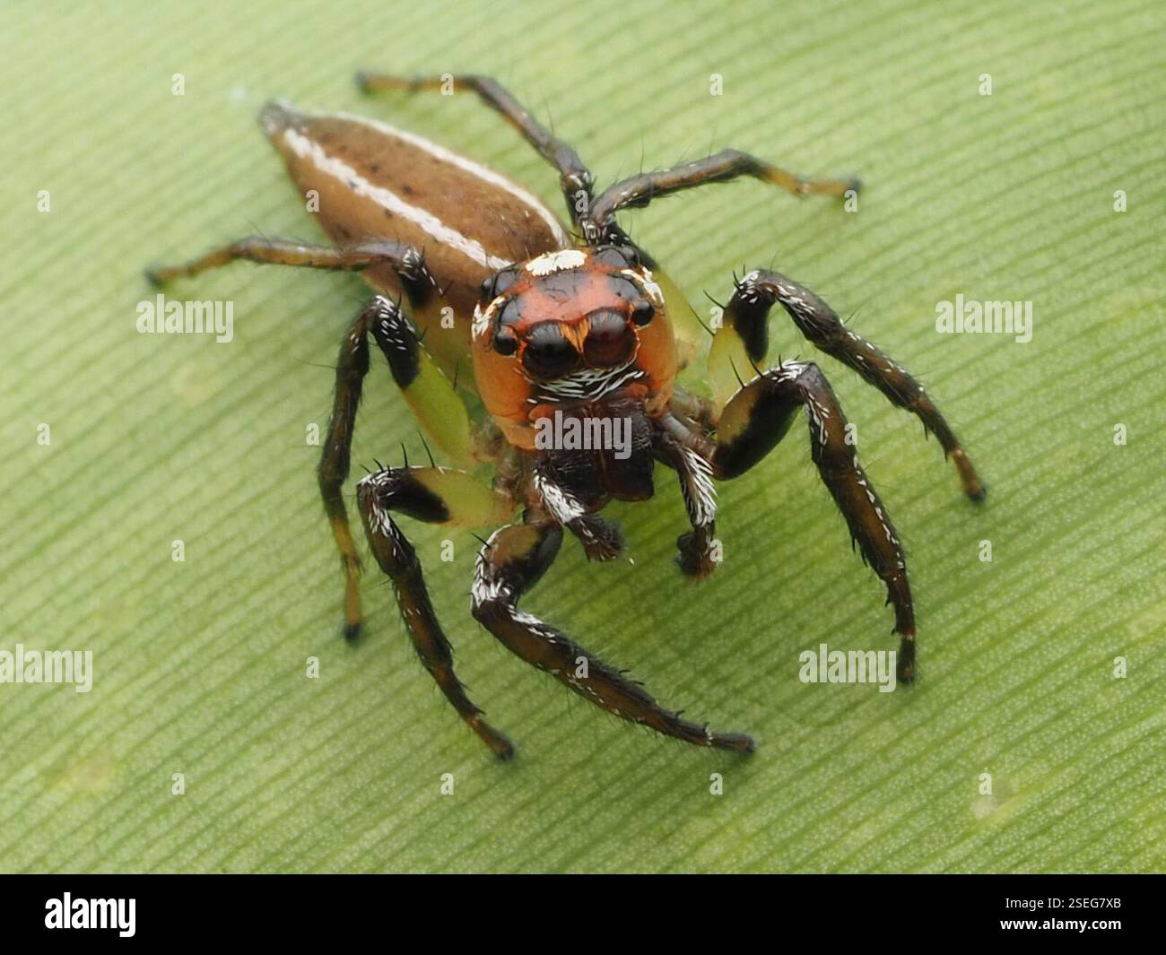 (Colonus), Arachnida, Bullet Tree Falls, Belize, H09 Stock Photo - Alamy