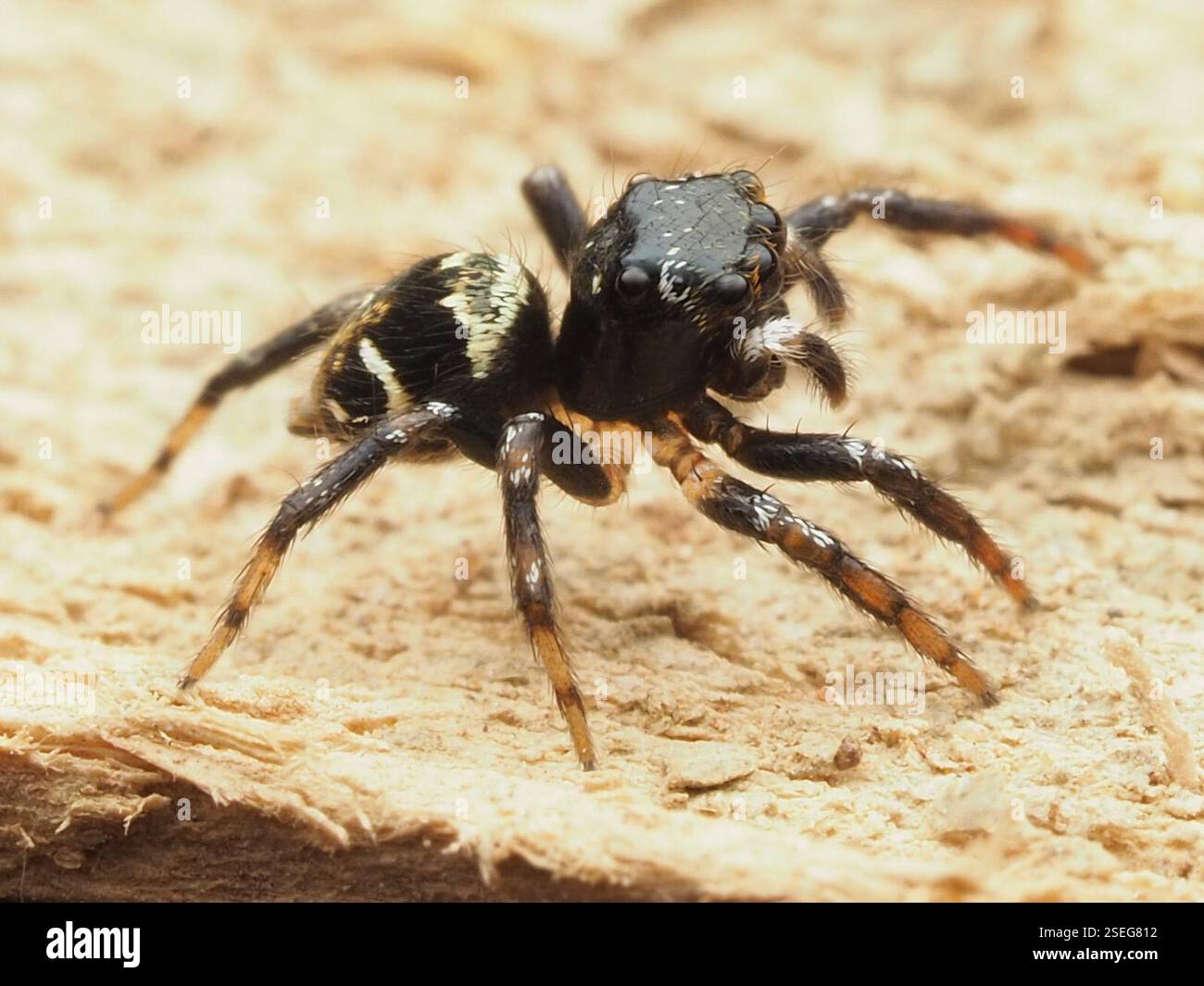 (Corythalia), Arachnida, Stann Creek District, Belize, H36. First 5 ...