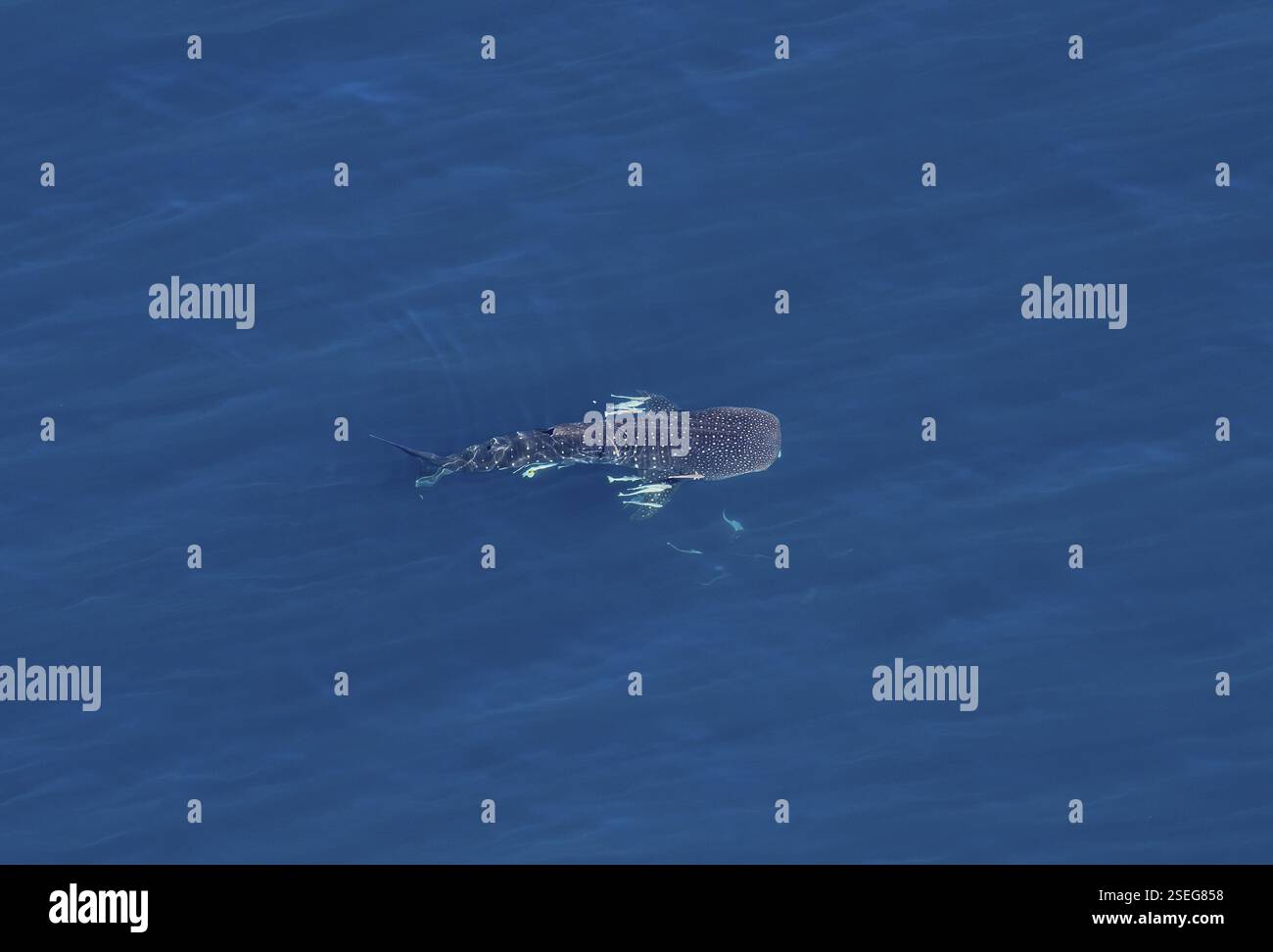 Whale shark (Rhincodon typus) on Ningaloo Reef, aerial view, Cape Range ...