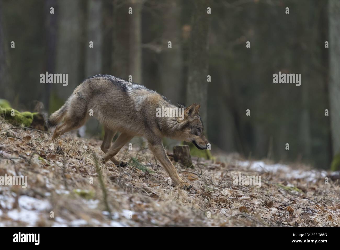 Gray wolf dead hi-res stock photography and images - Alamy