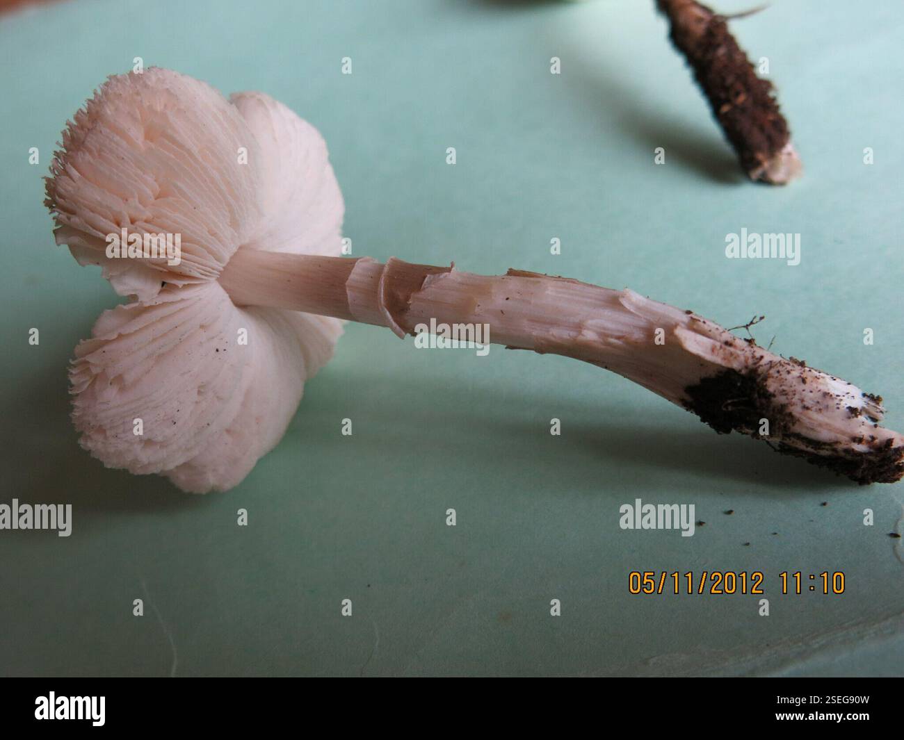 mushrooms, bracket fungi, puffballs, and allies (Agaricomycetes), Fungi ...