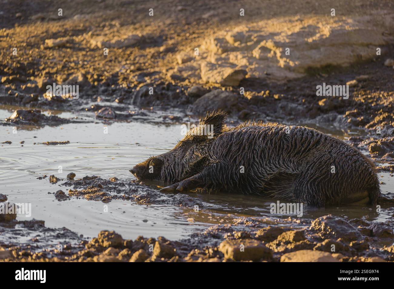 Sus scrofa domestica mud hi-res stock photography and images - Alamy
