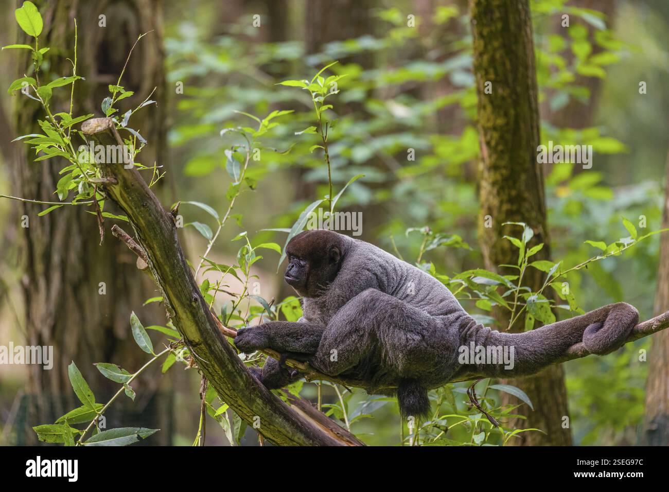 A common woolly monkey, brown woolly monkey, or Humboldt's woolly monkey (3) (Lagothrix ...