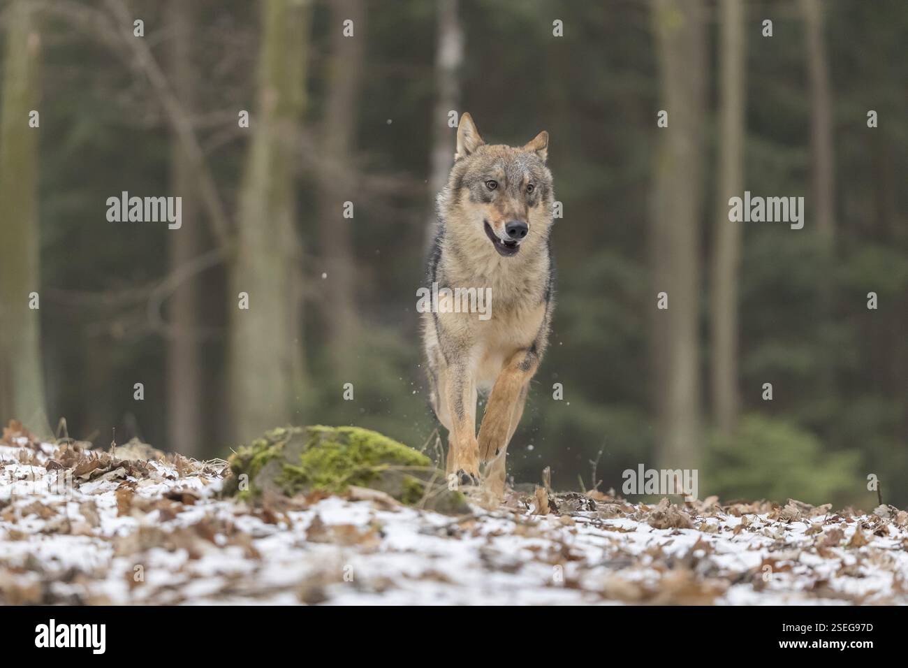 One young male eurasian gray wolf (Canis lupus lupus) running towards ...
