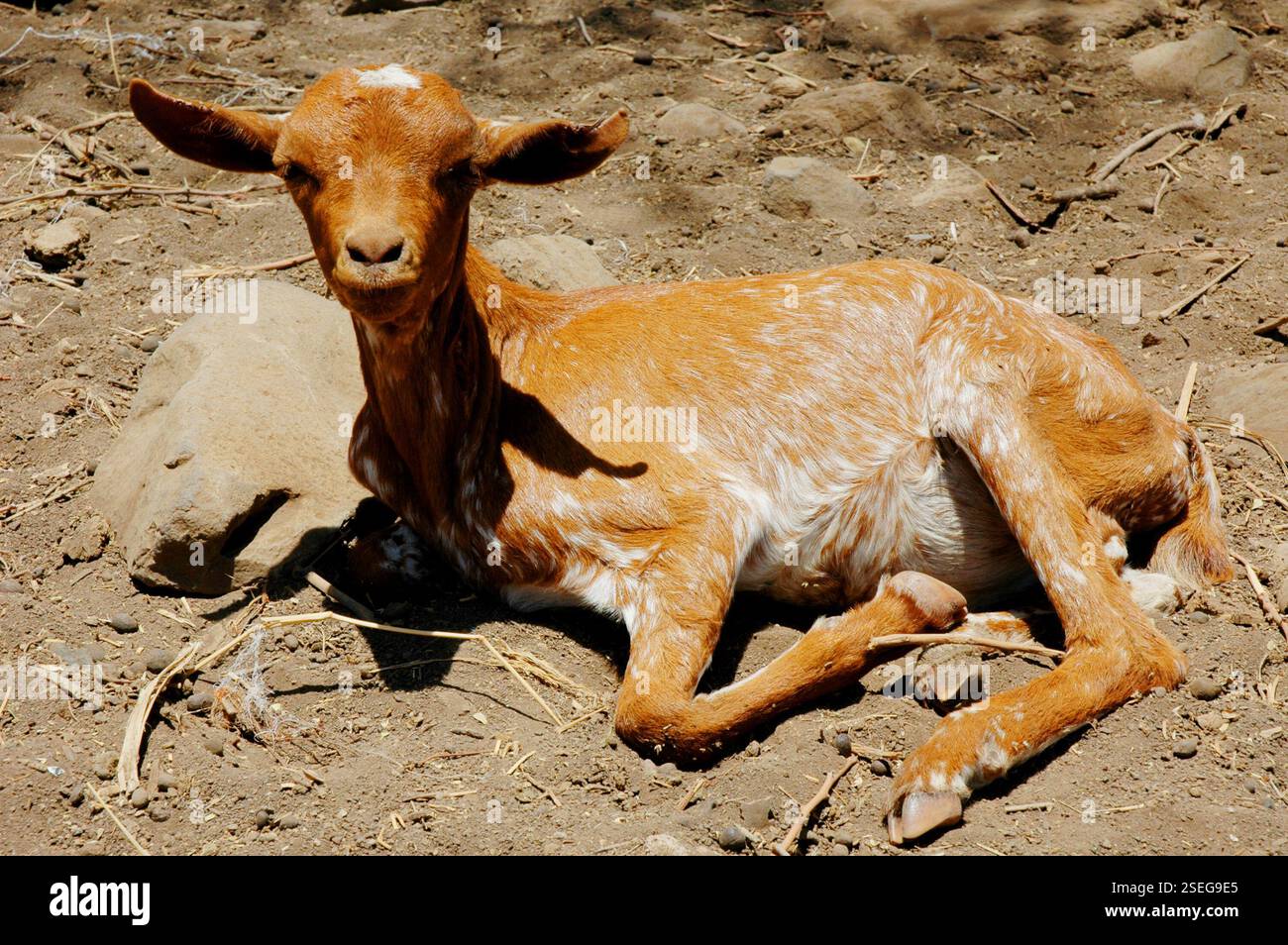 Goat sounds hi-res stock photography and images - Alamy