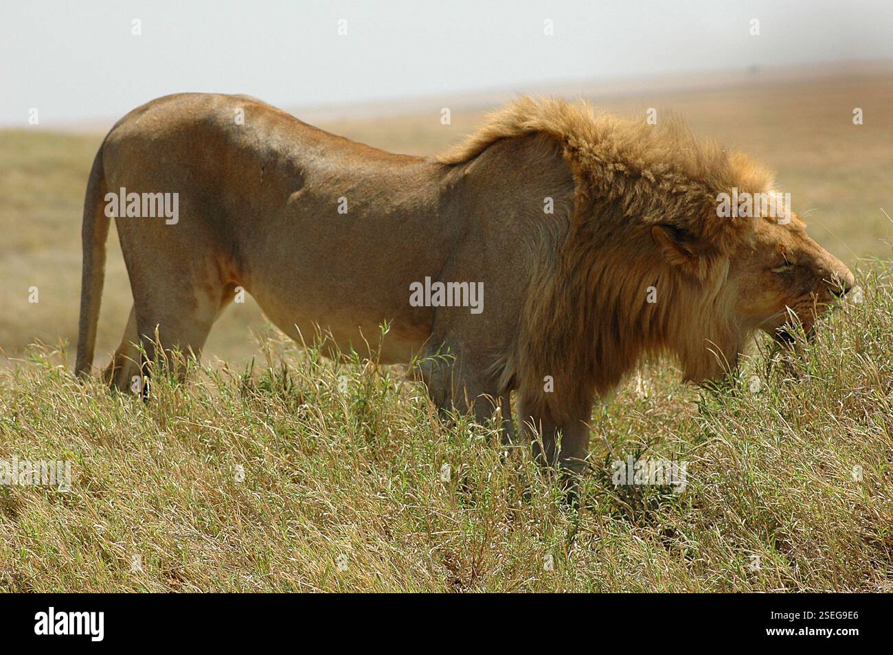 Lion in the wild social structure hi-res stock photography and images ...