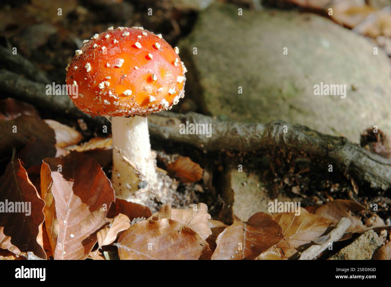 Amanita muscaria symbolism hi-res stock photography and images - Alamy