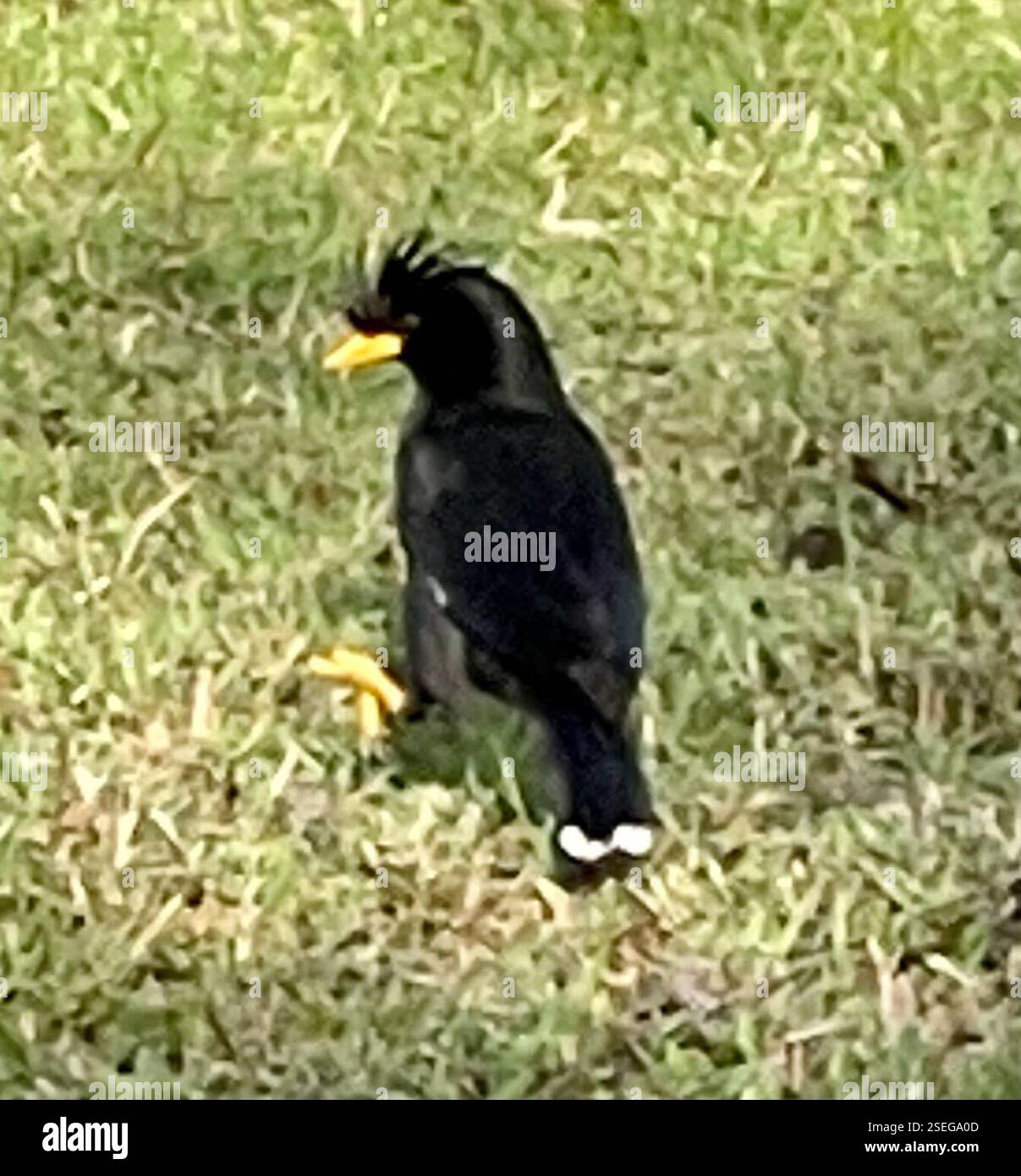 Great Myna (Acridotheres grandis), Aves, Ban Len, Bang Pa-in, Phra ...