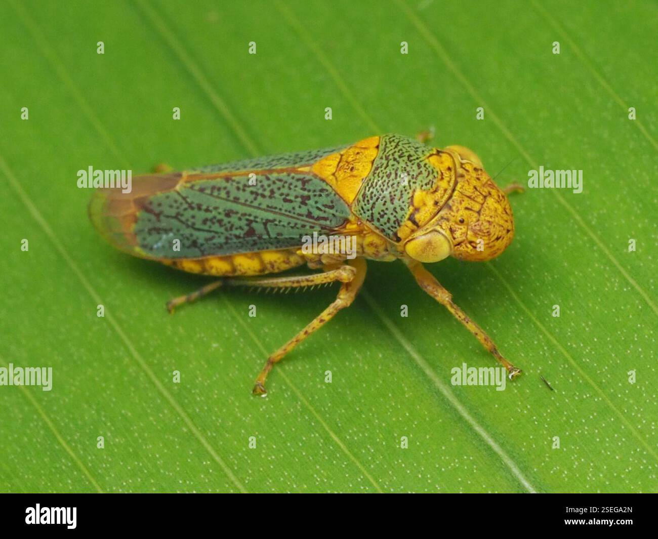 Bullet tree falls hi-res stock photography and images - Alamy