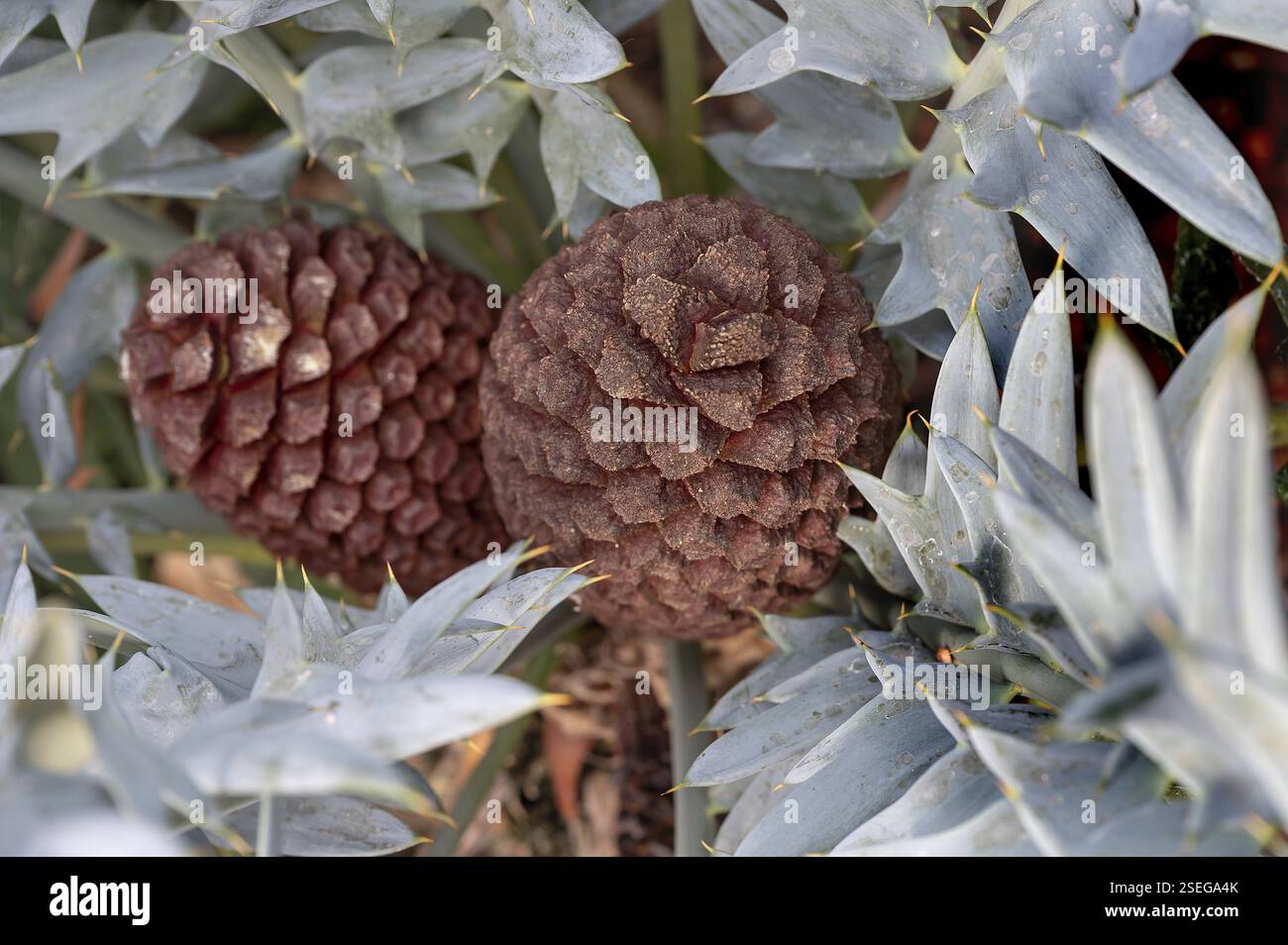 Fruits of the bread palm fern (Encephalartos horridus), Botanical ...