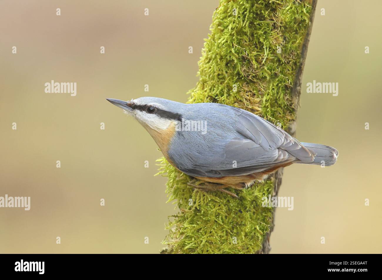 Nuthatch (Sitta europaea), sitting on a moss-covered branch, wildlife ...