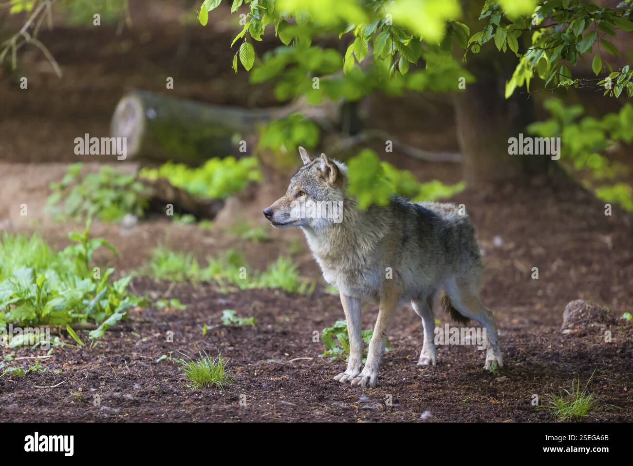 One eurasian gray wolf (Canis lupus lupus) stands on the forest floor ...