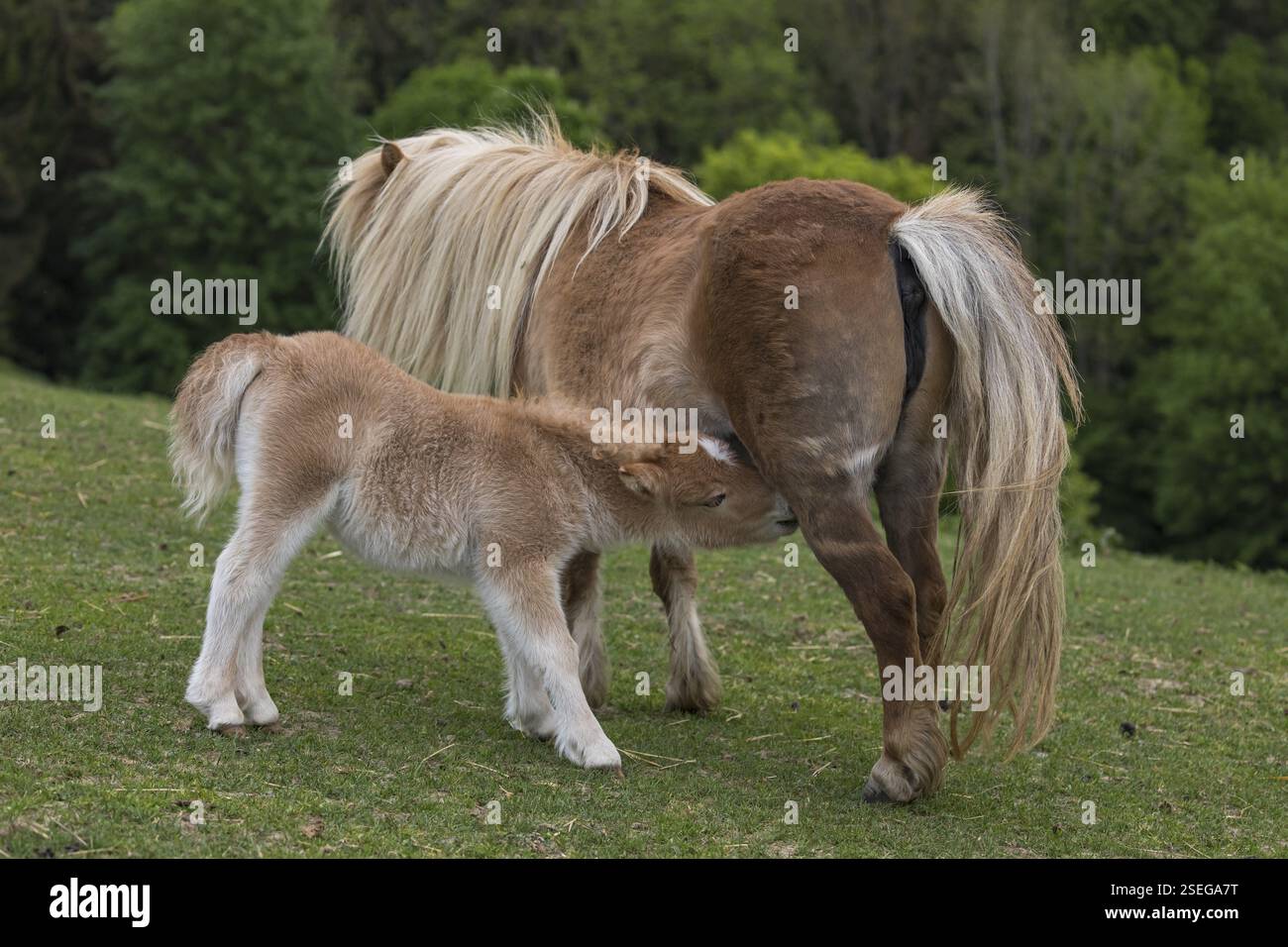 Falabella mare suckling foal, The Falabella (Equus ferus caballus) is ...