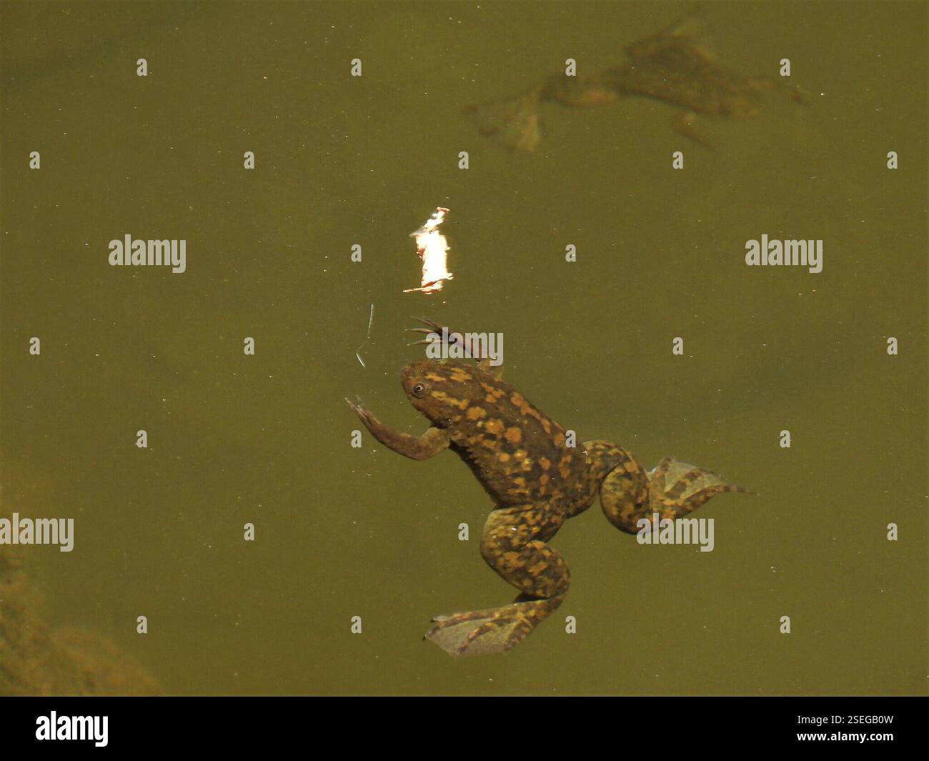 African Clawed Frog (Xenopus laevis), Amphibia, Meiringspoort Waterfall ...