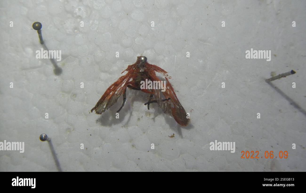 Lu sheng nan hi-res stock photography and images - Alamy